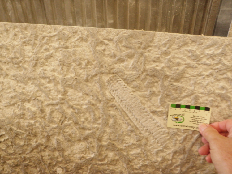 Tyndall Stone Quarry - EGM Heritage